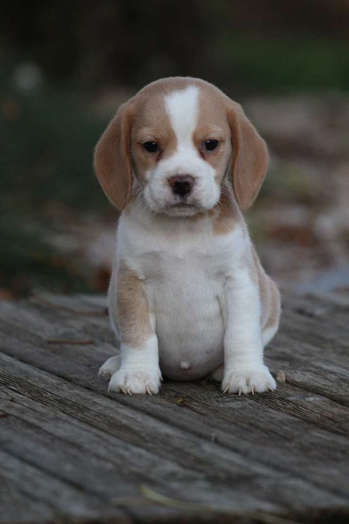Accueil - Elevage du Moulin de la Terrasse - eleveur de chiens Beagle